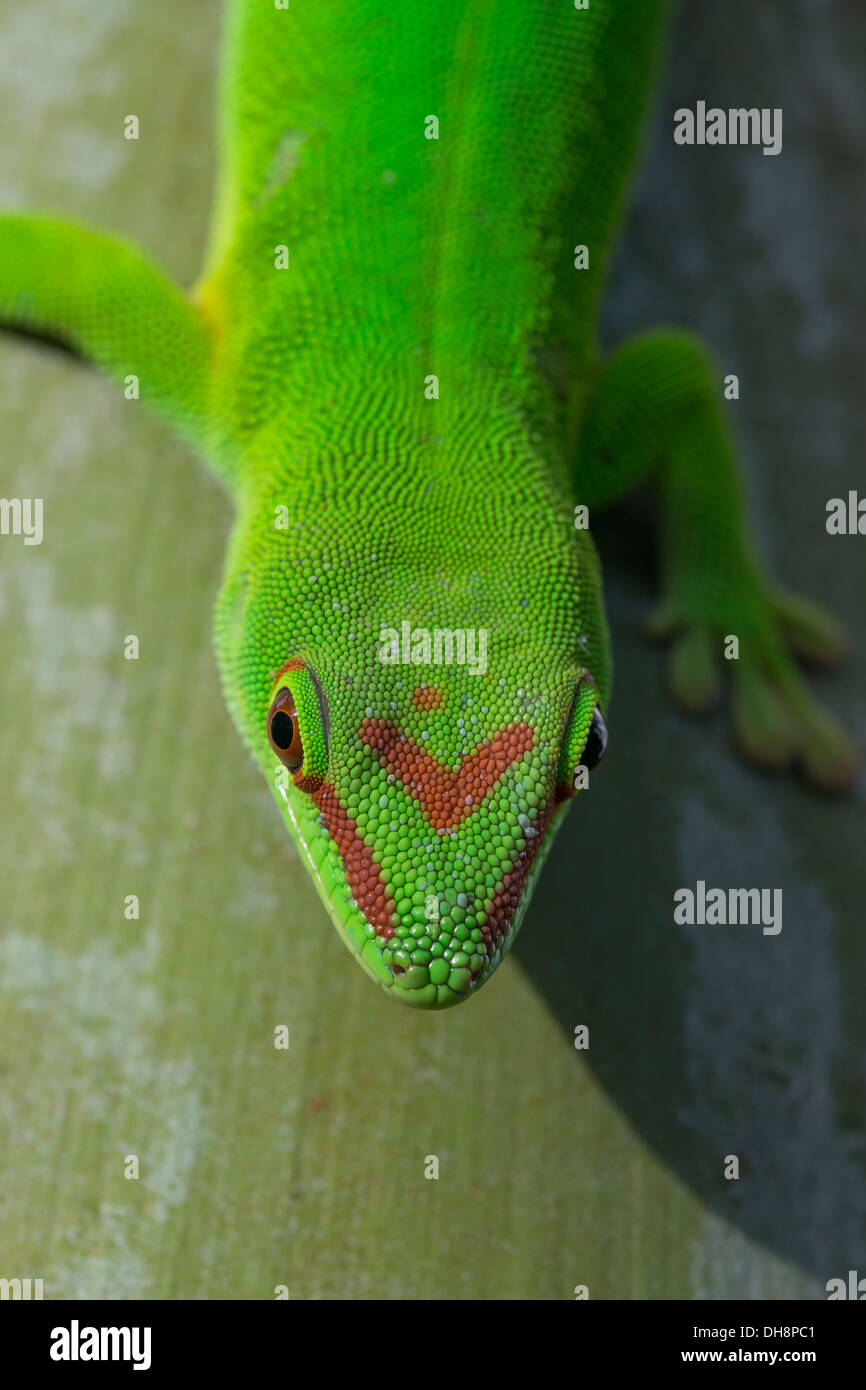 Madagascar Giant Day Gecko (Phelsuma grandis) sat basking in sun on ...