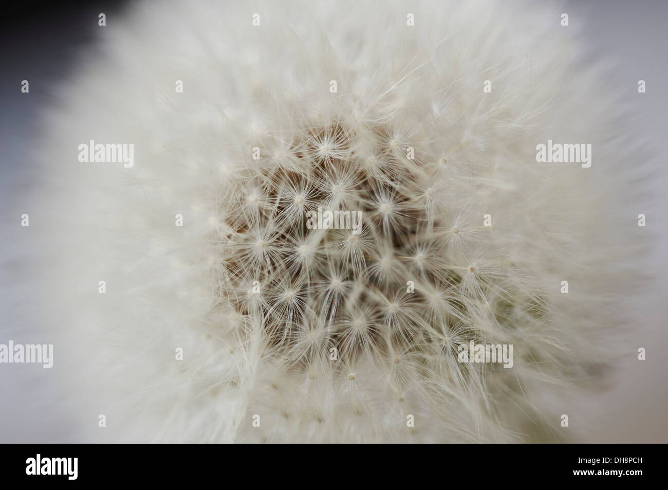Dandelion head hi-res stock photography and images - Alamy
