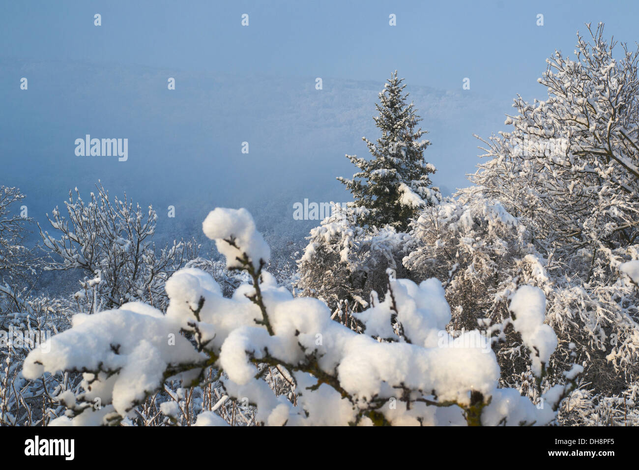 Fresh snow covering trees and branches on a winter morning Stock Photo ...