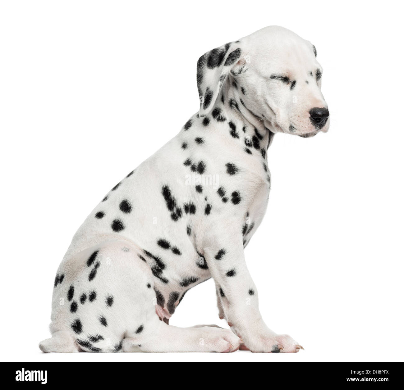 Side view of a Dalmatian puppy sitting, tired against white background ...