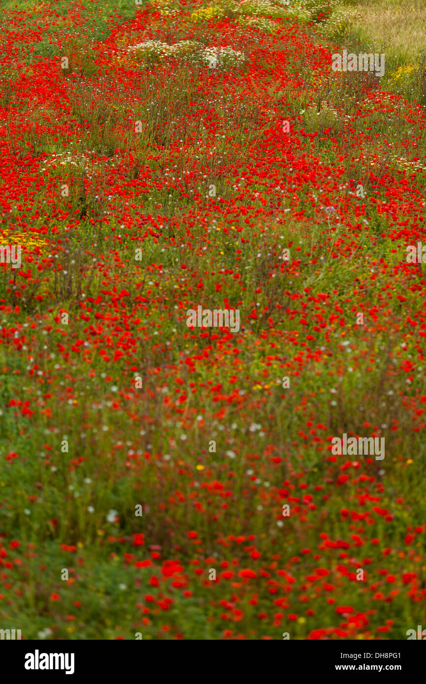 beautiful poppy field in red and green landscape nature background ...