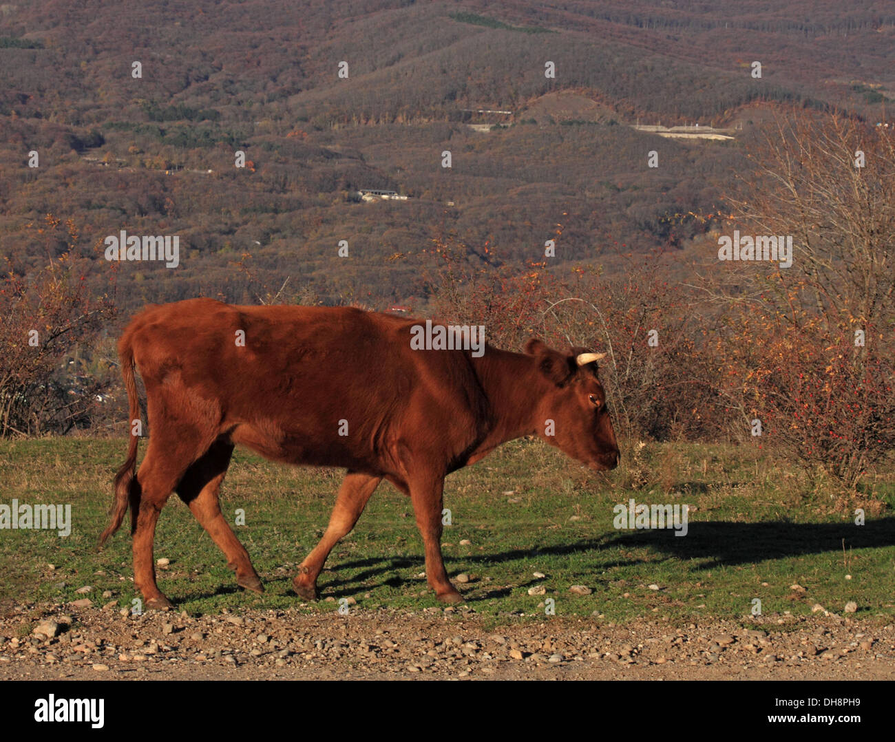 bull calf walking by path Stock Photo - Alamy