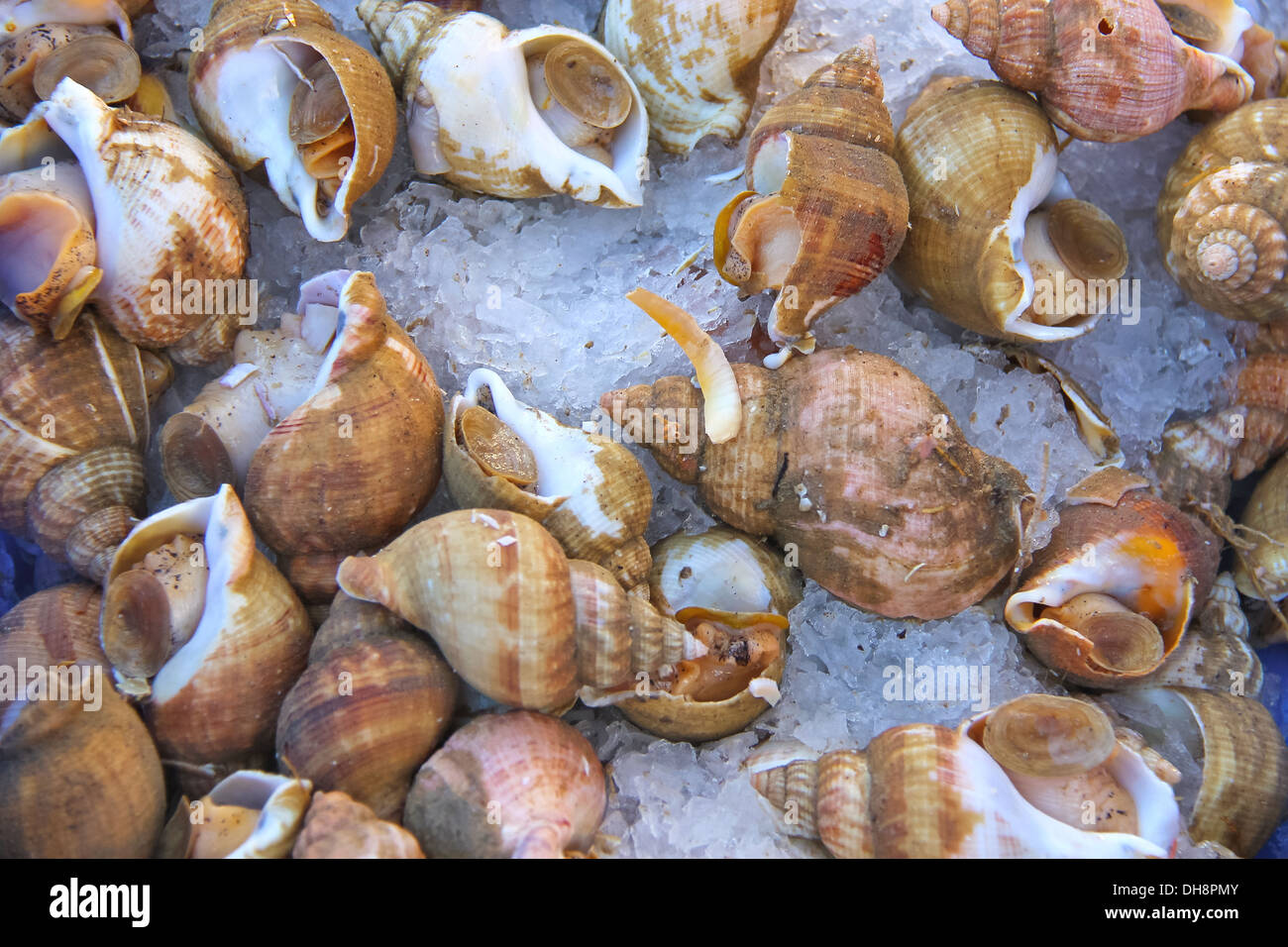 Sea shells are sold in the market Stock Photo - Alamy