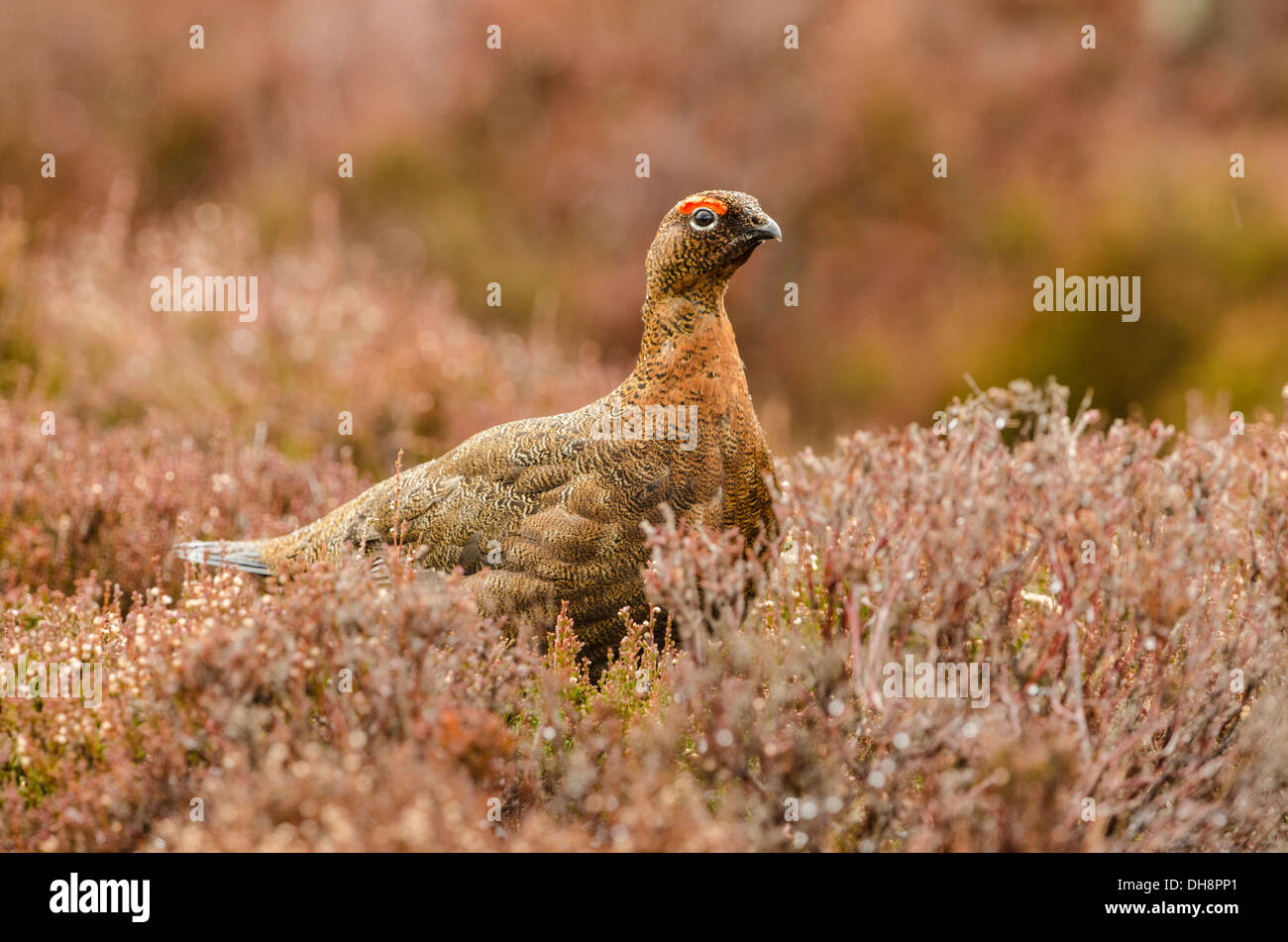 Male grouse hi-res stock photography and images - Alamy