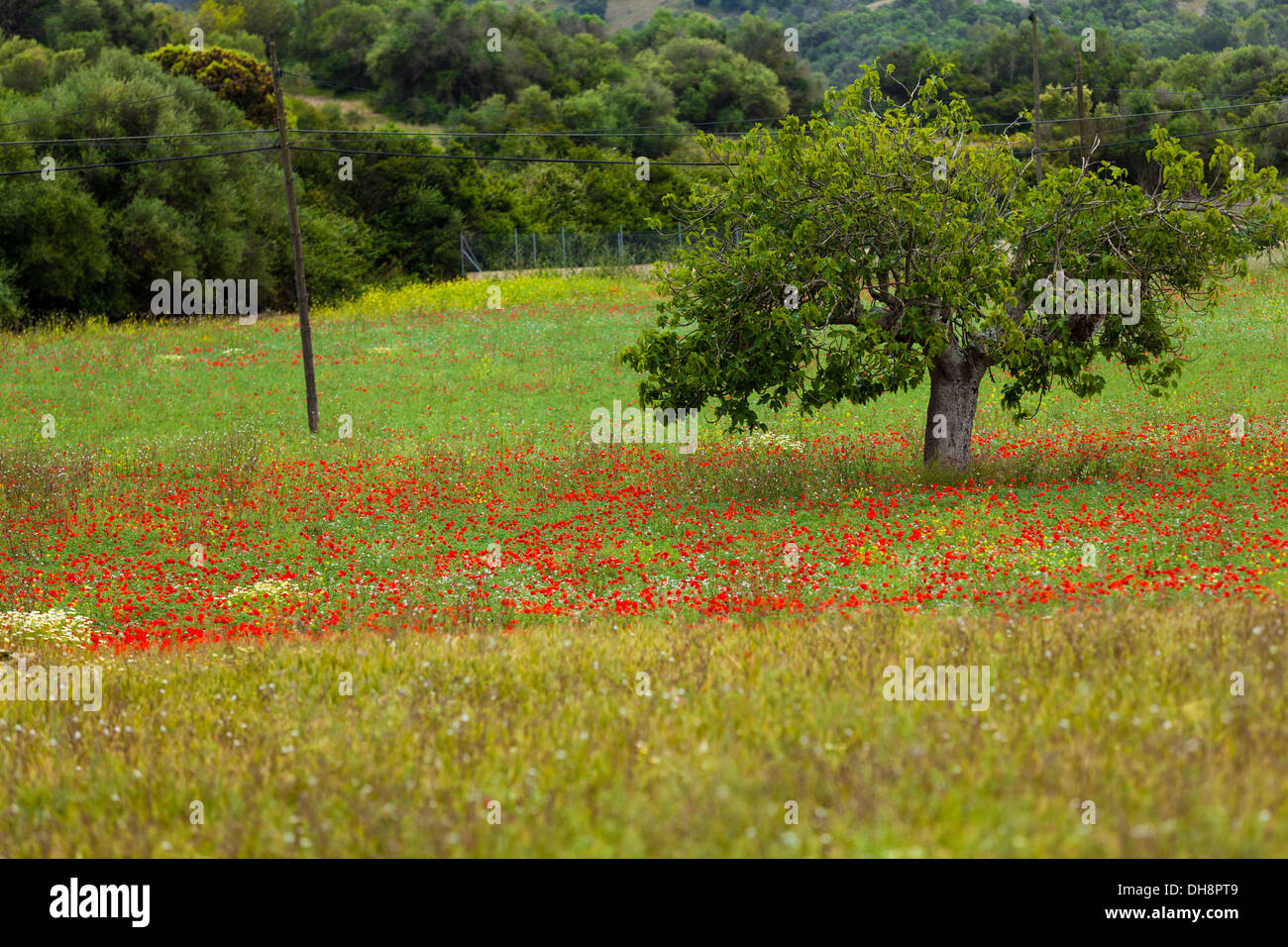 beautiful poppy field in red and green landscape nature background ...
