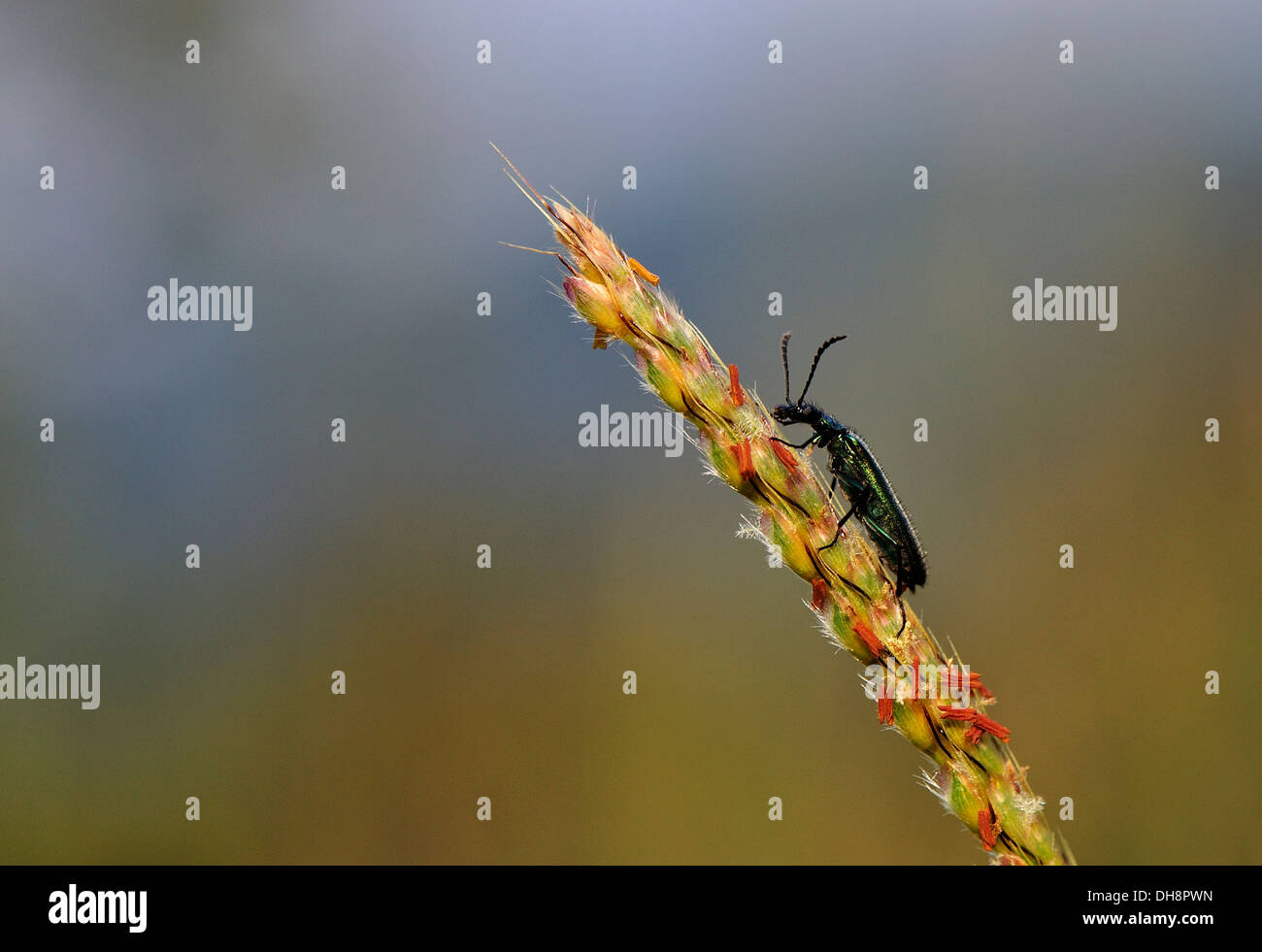 Metallic calendar hi-res stock photography and images - Alamy