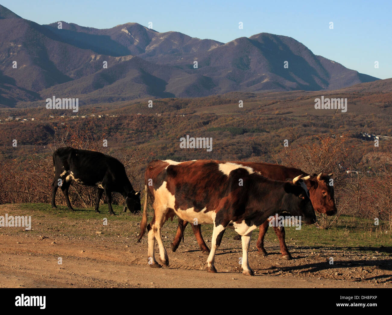 cows walking by road in mountains Stock Photo - Alamy
