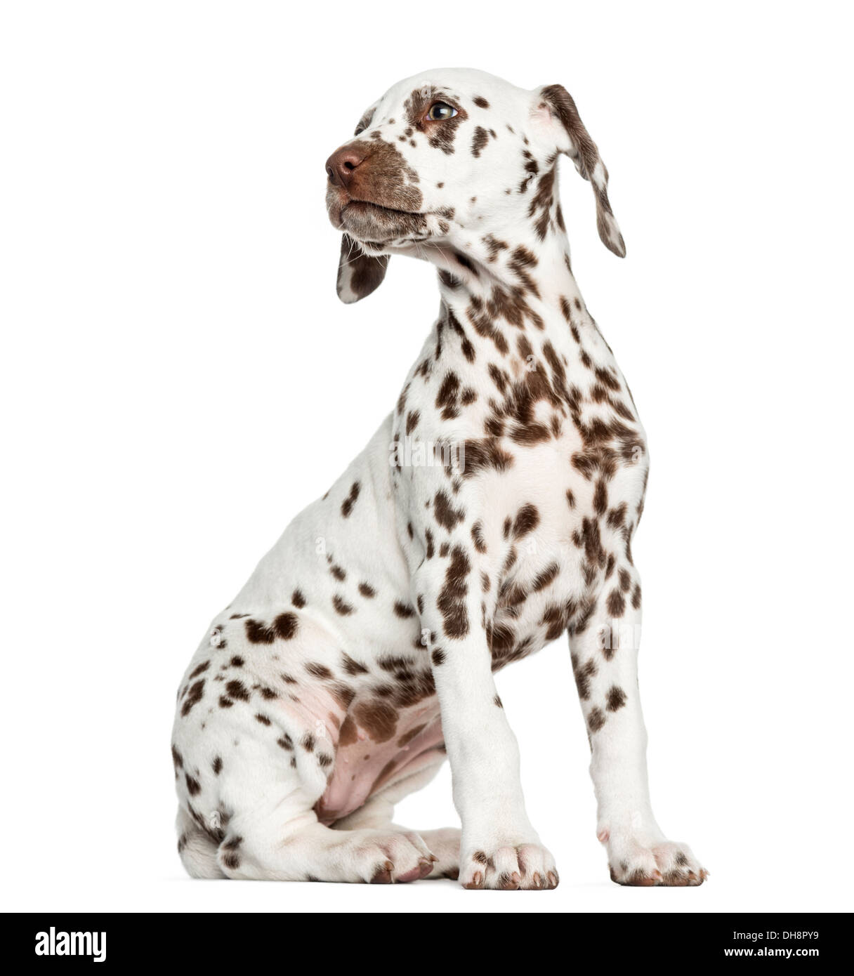 Side view of a Dalmatian puppy sitting against white background Stock ...