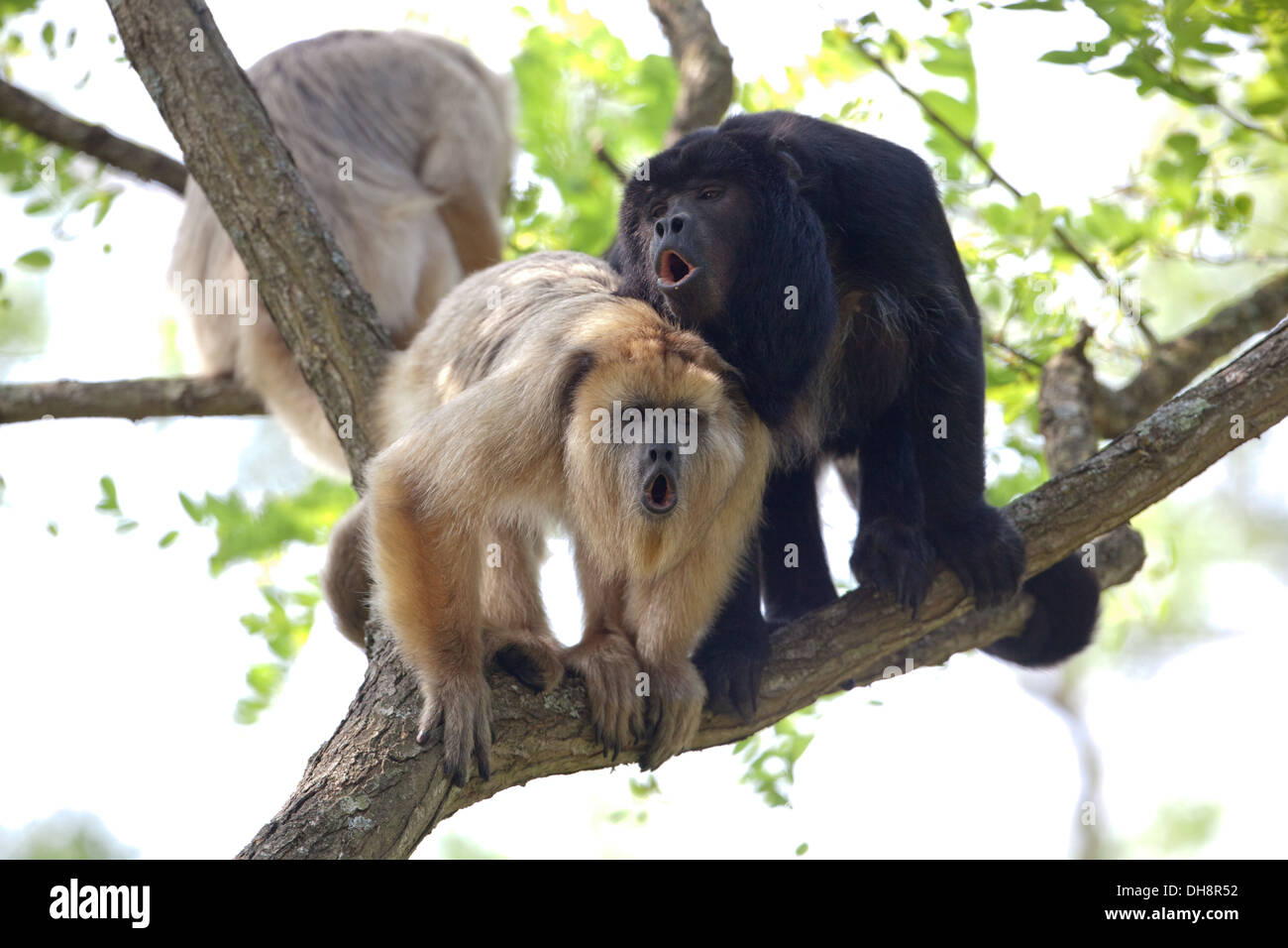 Black and Gold Howler Monkeys (Aloutta curaya). Calling. Female left ...