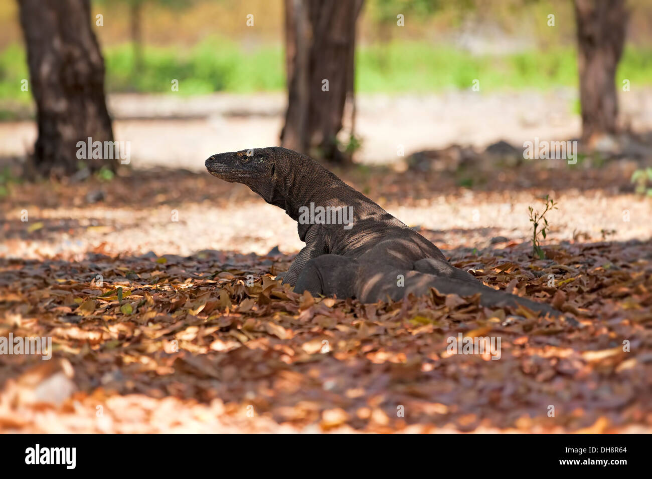 Dragon predator hi-res stock photography and images - Alamy