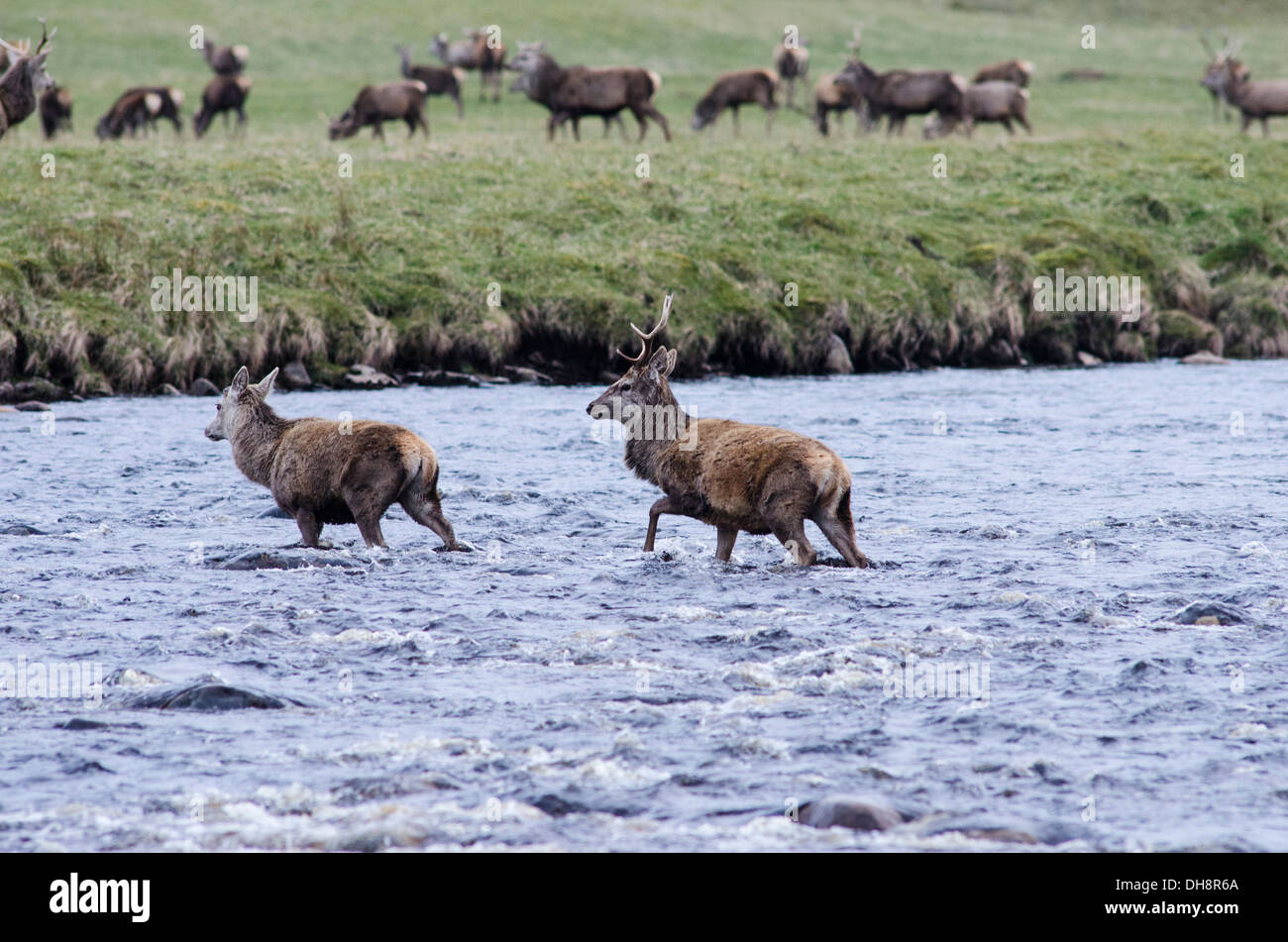 Red Deer Crossing river Stock Photo - Alamy
