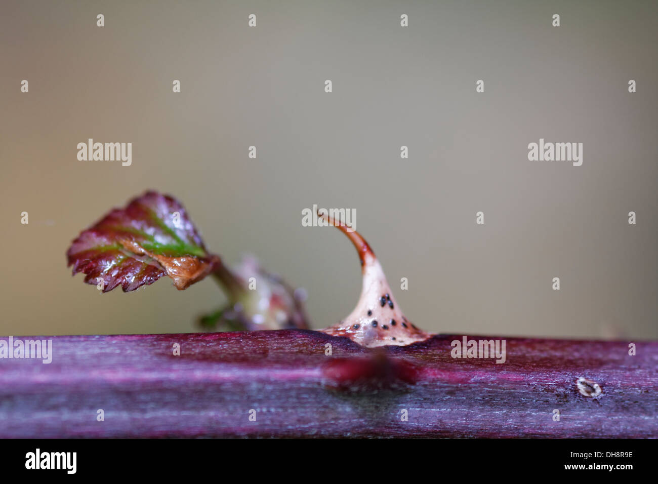 Close up bramble leaf hi-res stock photography and images - Alamy