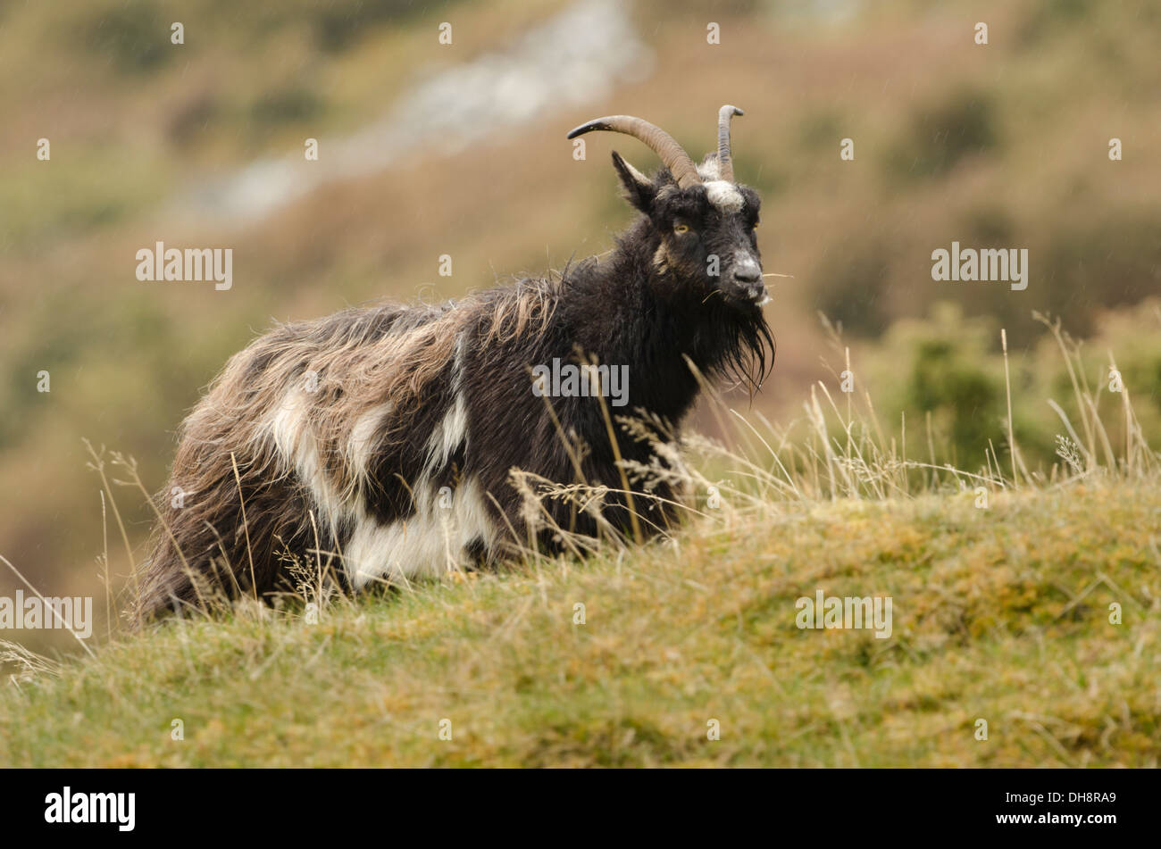 Male feral goat hi-res stock photography and images - Alamy
