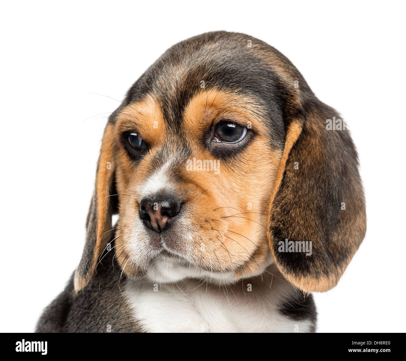 Brown beagle hi-res stock photography and images - Alamy