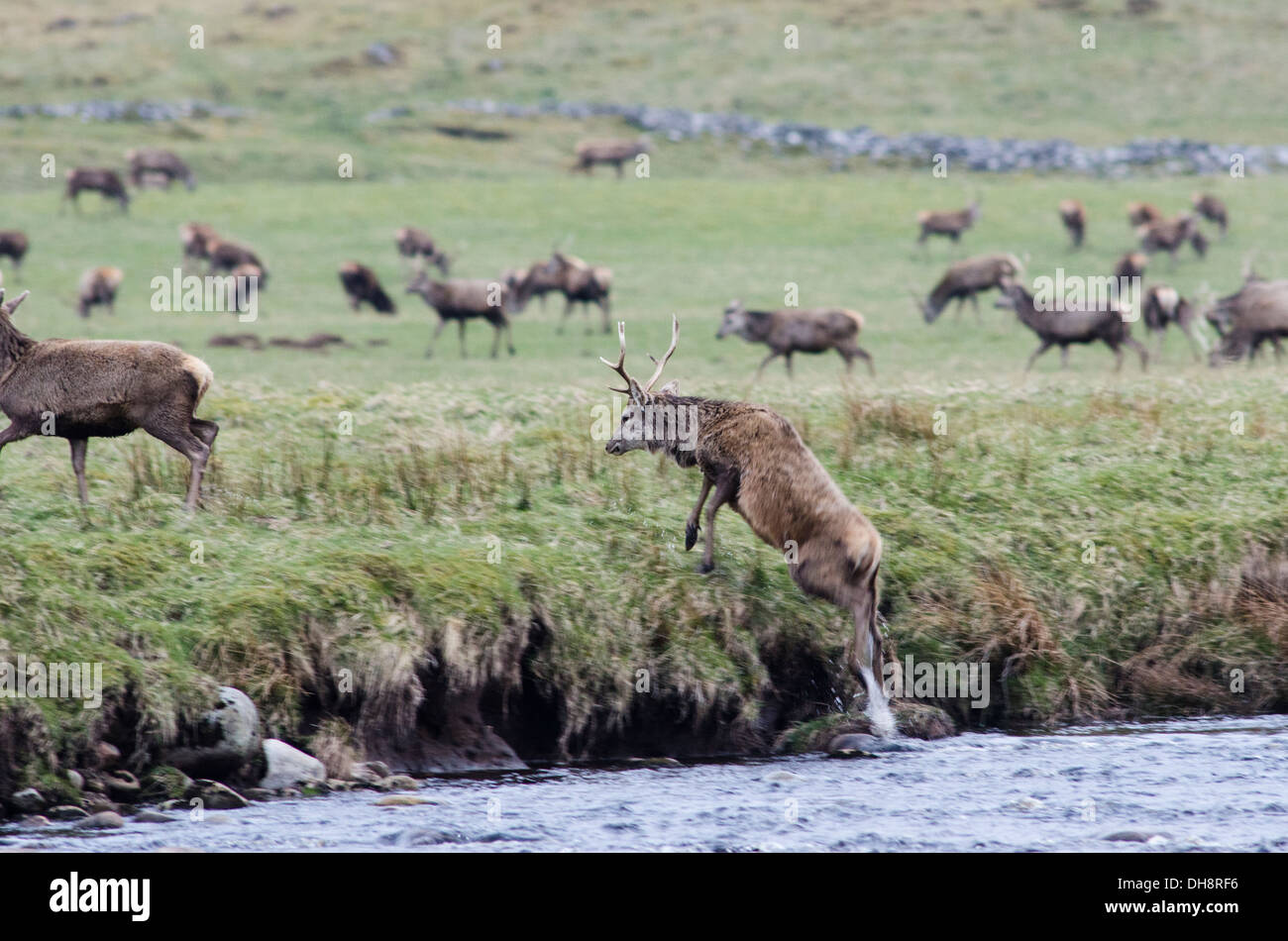 Stag jumping out of river Stock Photo - Alamy