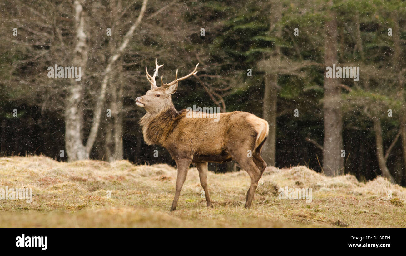 Dam stag hi-res stock photography and images - Alamy