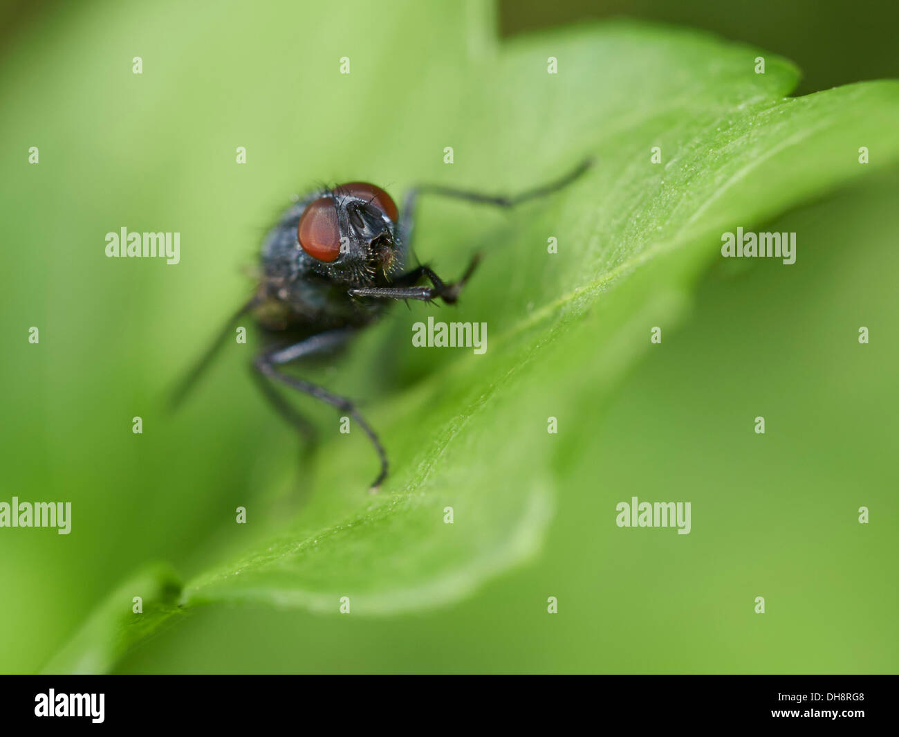 House fly insect hi-res stock photography and images - Alamy