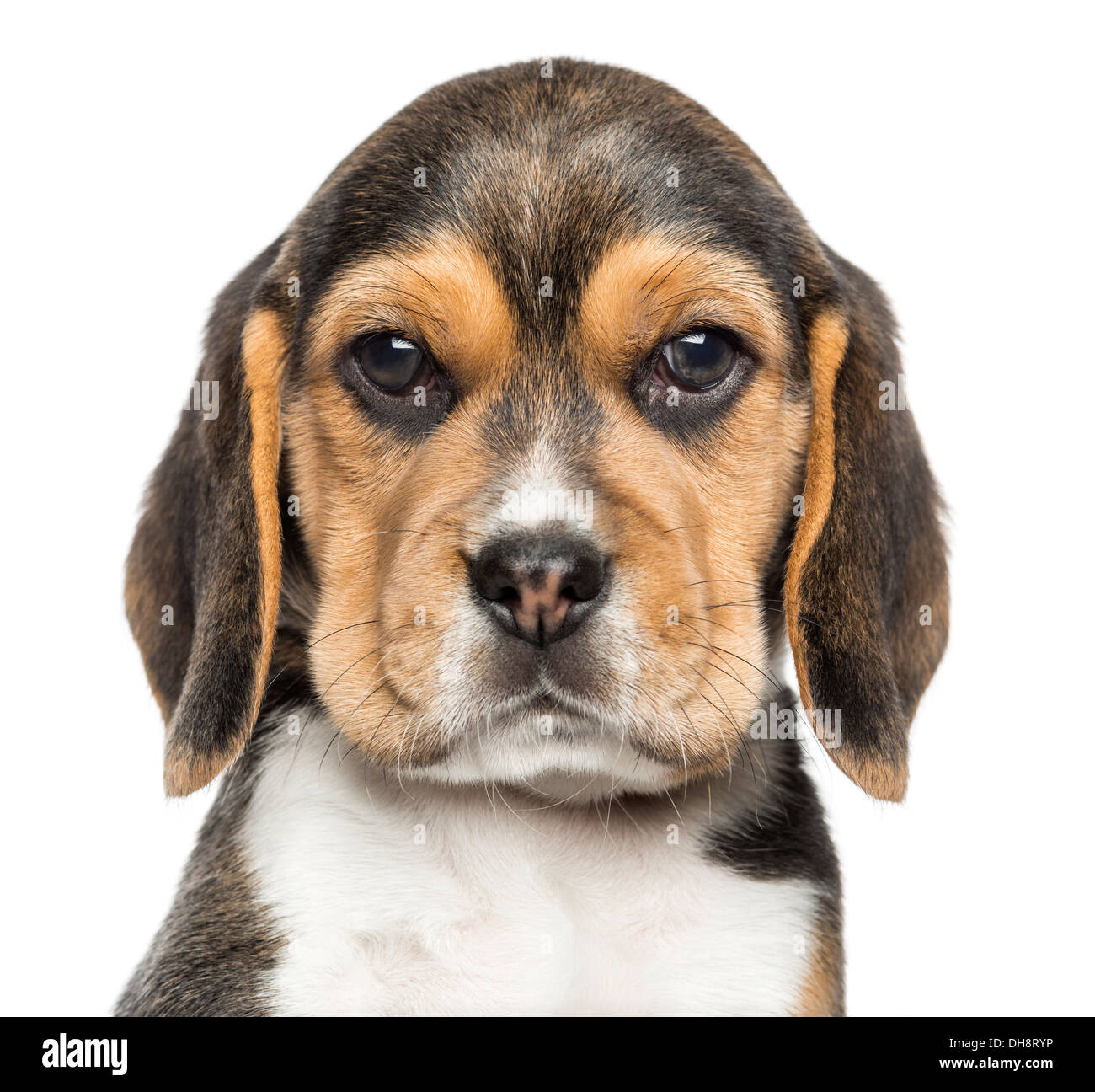 Beagle looking camera hi-res stock photography and images - Alamy