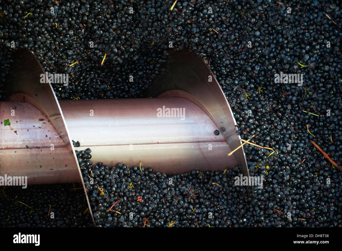 Wine grapes harvest being fed into a hopper for processing Stock Photo ...