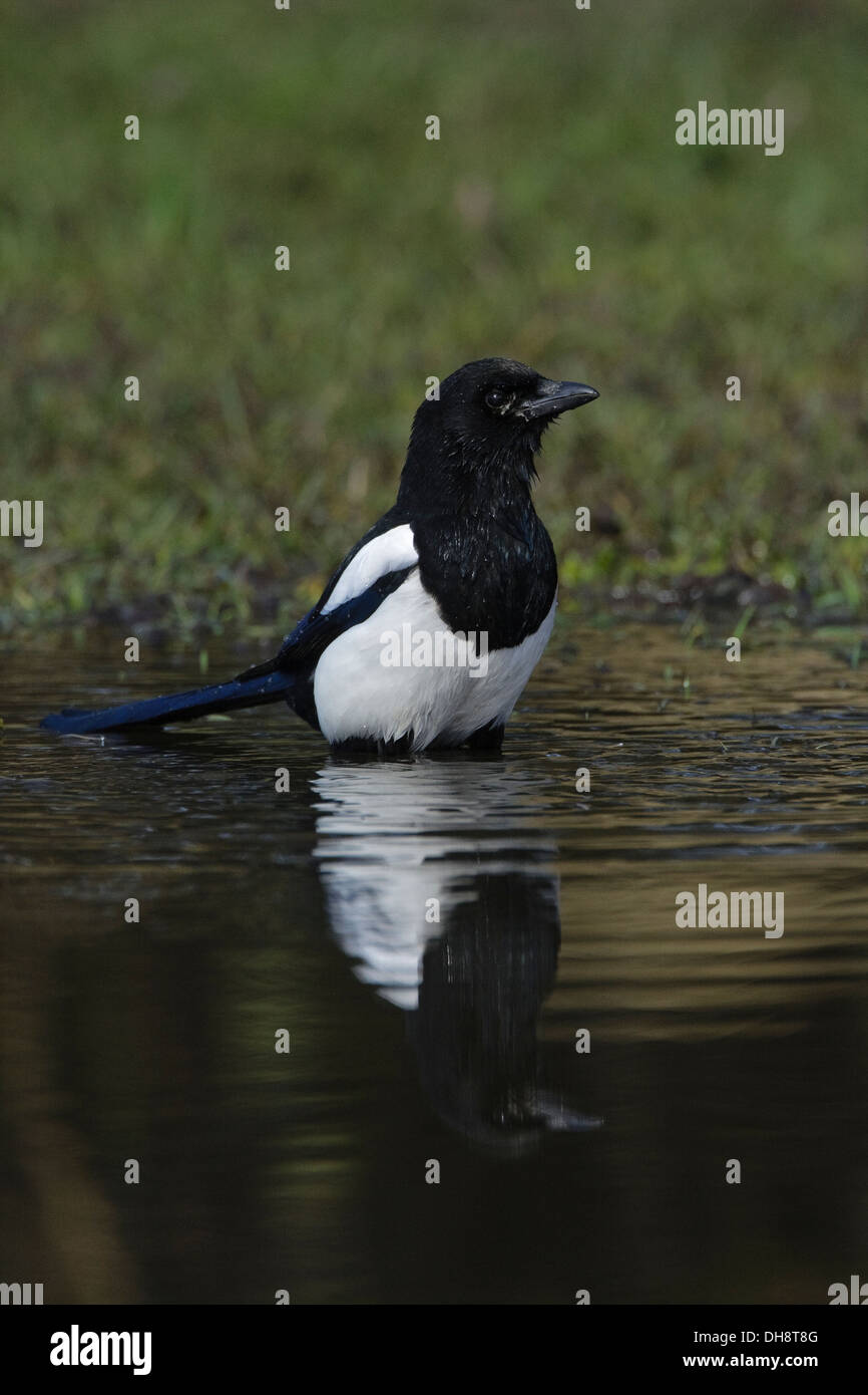 Magpie (Pica pica Stock Photo - Alamy