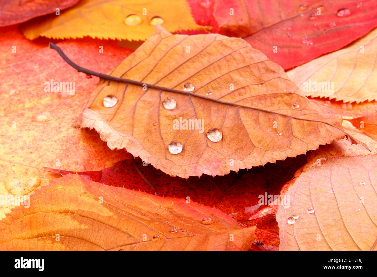 Leaf water plants hi-res stock photography and images - Alamy