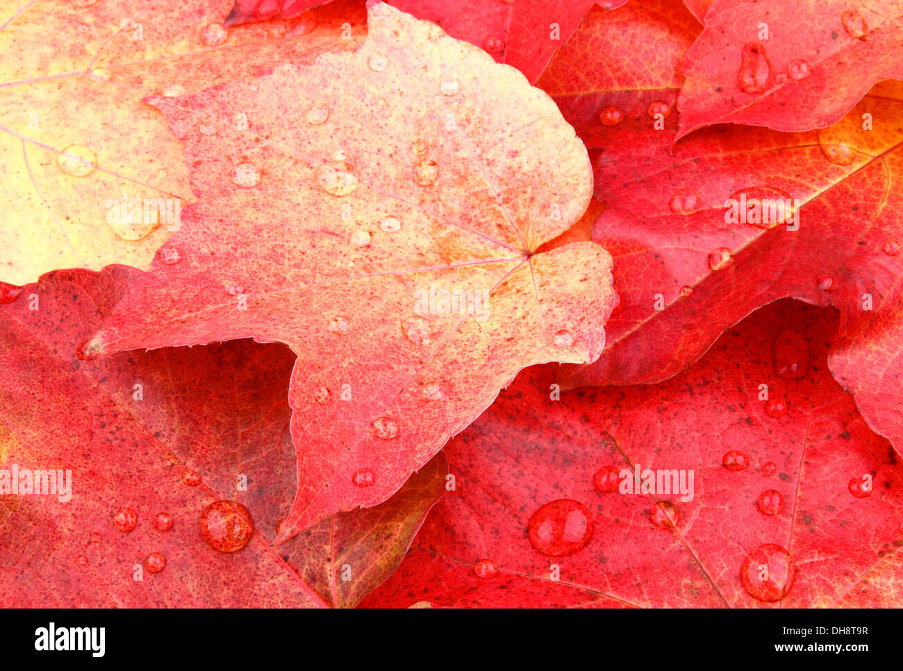 Red and yellow maple leaves with water drops, close up Stock Photo - Alamy