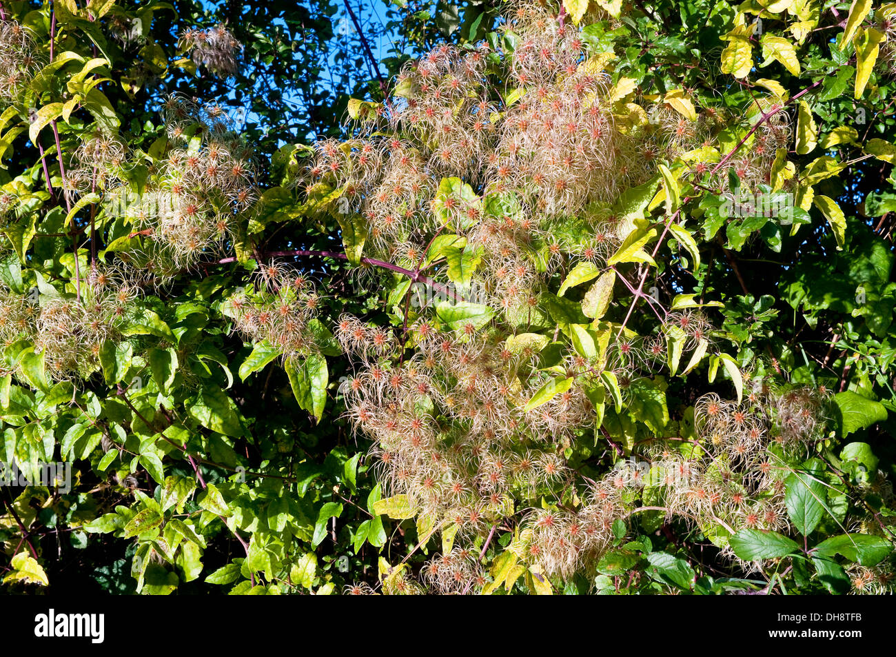 Wild Clematis / "Old Man's Beard" shrub climbing over hedgerow - France ...