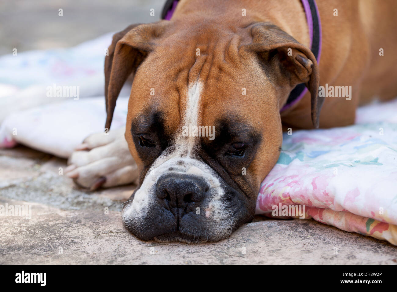 Sad looking boxer dog hi-res stock photography and images - Alamy