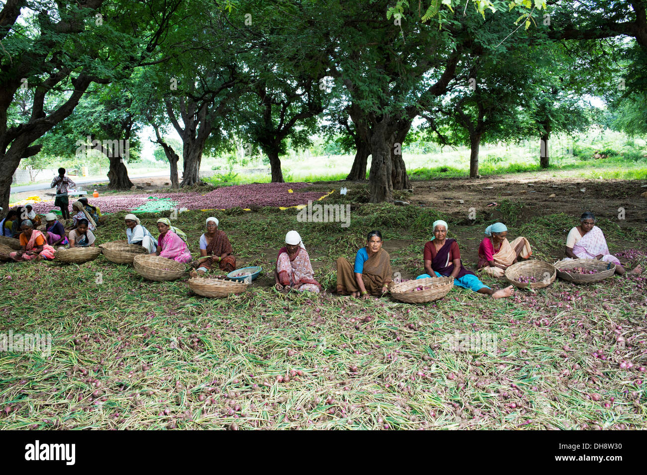 Rural Indian village women working topping and tailing harvested red ...