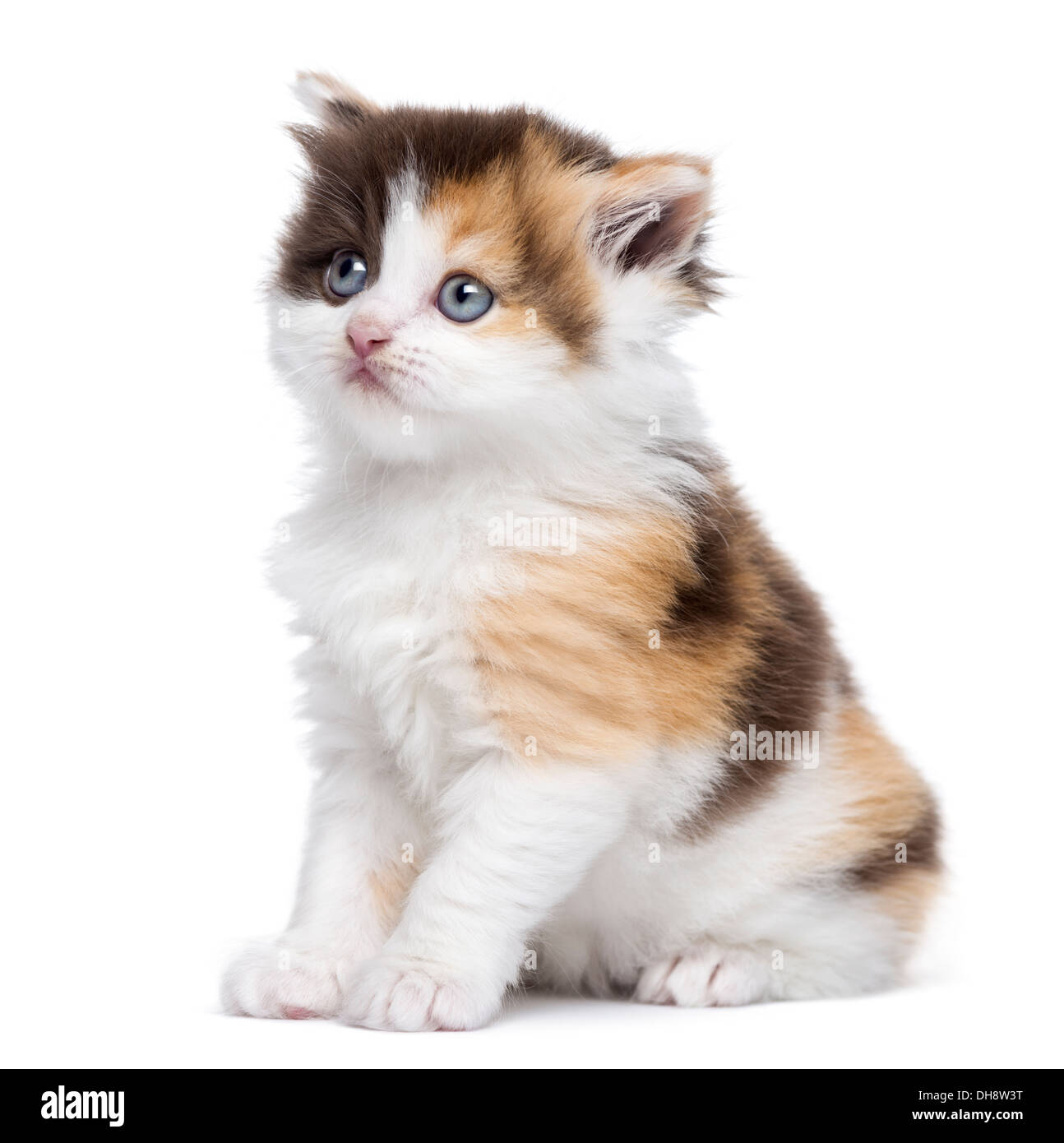 Side view of a Highland straight kitten sitting against white ...