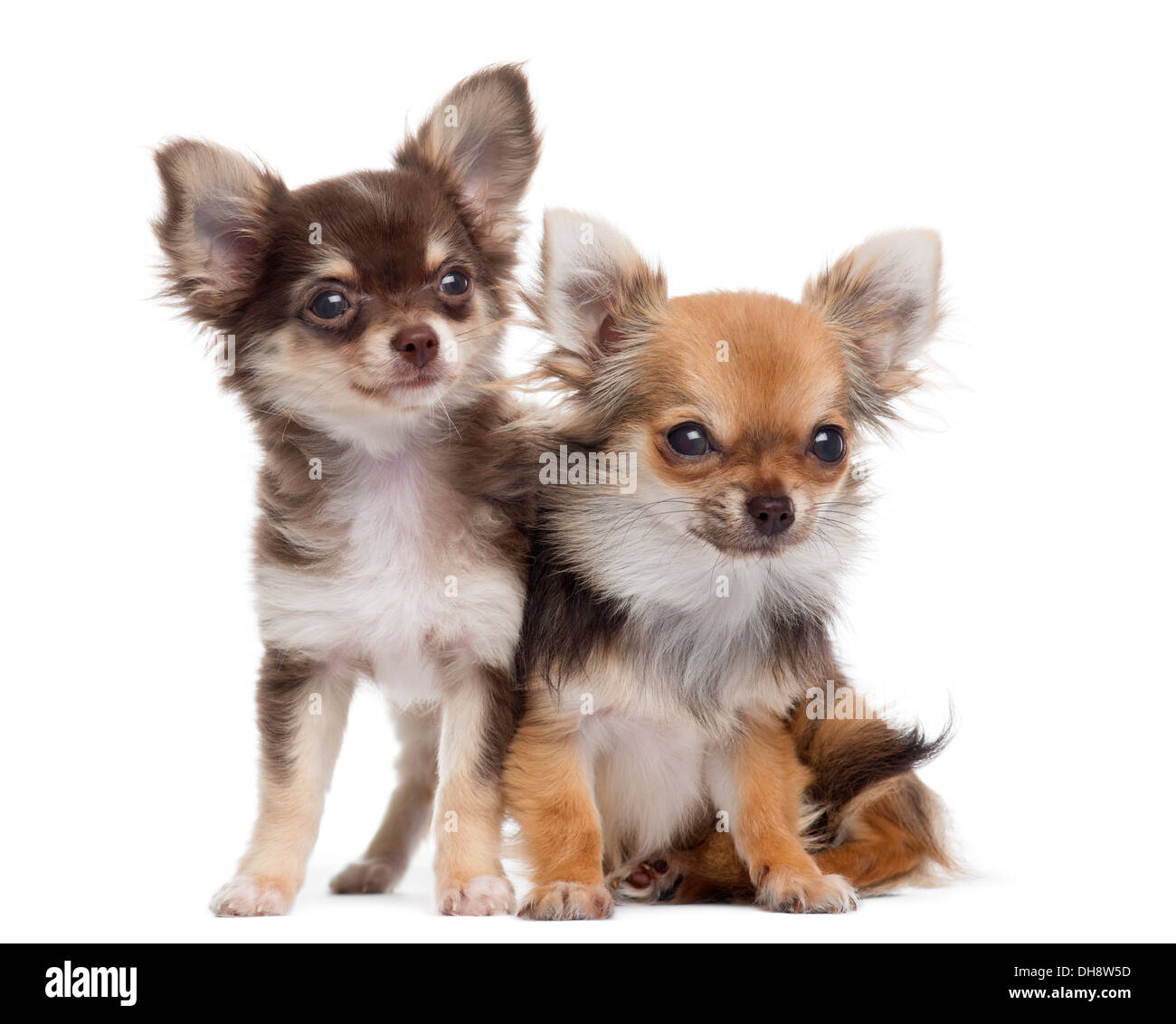 Two Chihuahuas next to each other against white background Stock Photo ...