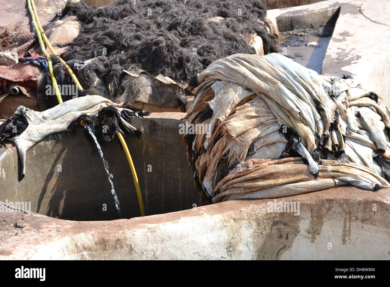 Marrakech leather tannery, pits containing a mix of cow urine, pigeon ...