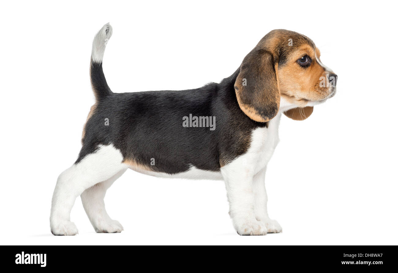 Side view of a Beagle puppy standing against white background Stock ...