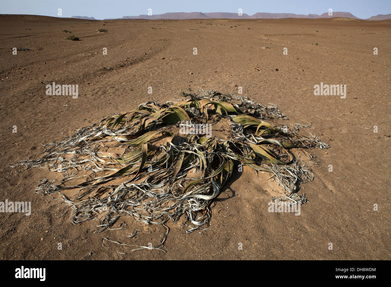 Nuwerus is a small town next to the N7 that goes up the West Coast into ...