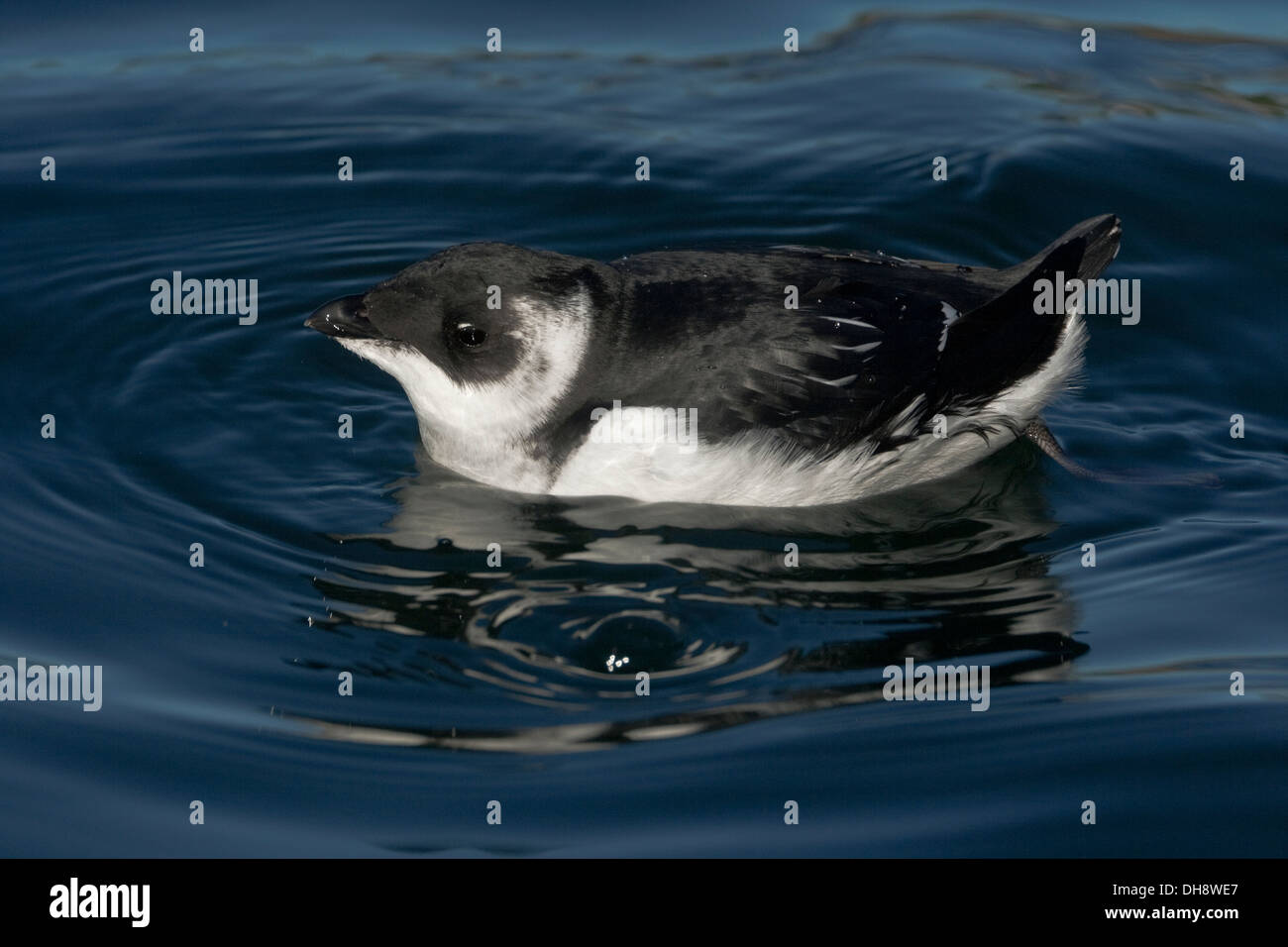 Little auk swimming hi-res stock photography and images - Alamy