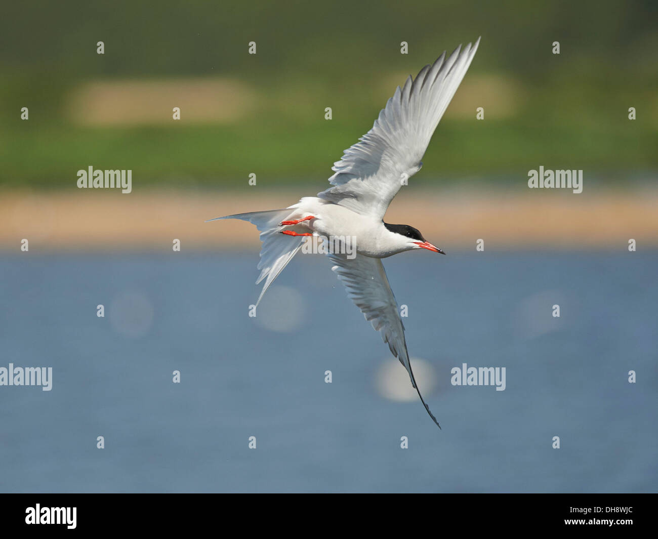 Common Tern in flight Stock Photo - Alamy