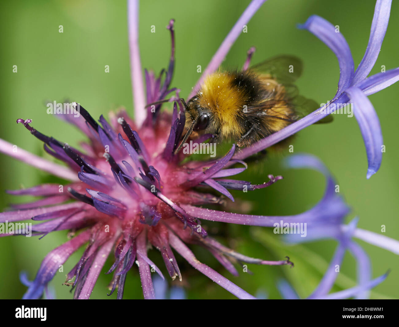 Early bumblebee collecting nectar Stock Photo - Alamy