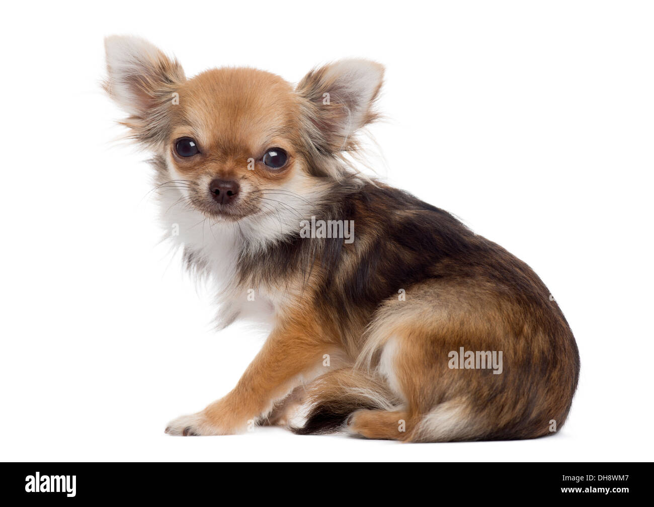 Side view of a Chihuahua sitting, looking at the camera against white ...
