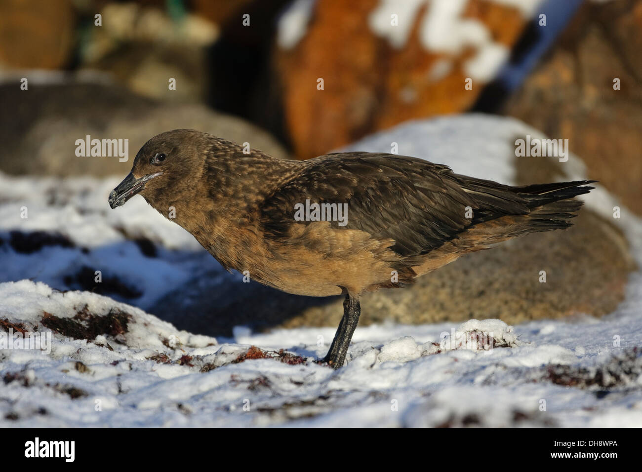 Great Skua (Stercorarius skua Stock Photo - Alamy