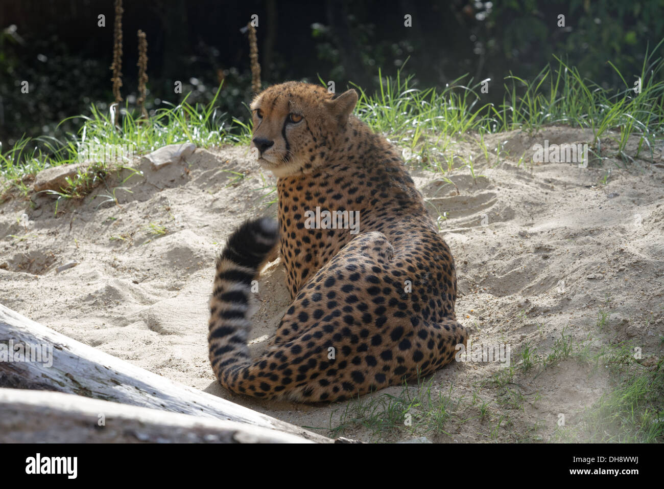 Cheetah, Acinonyx jubatus, Guepard Stock Photo - Alamy