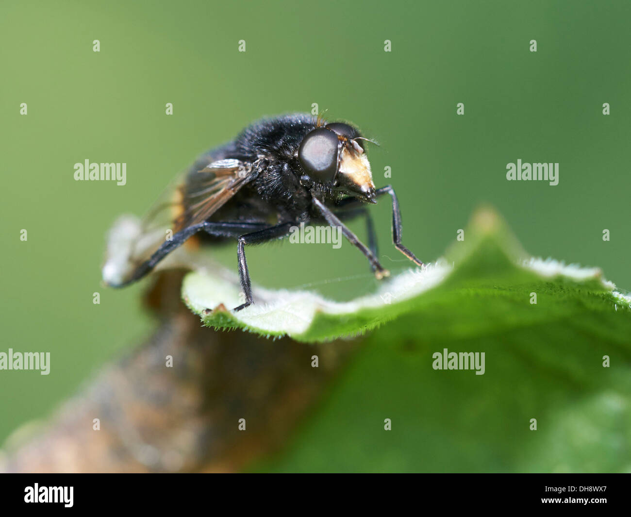 Bee mimic hoverfly hi-res stock photography and images - Alamy
