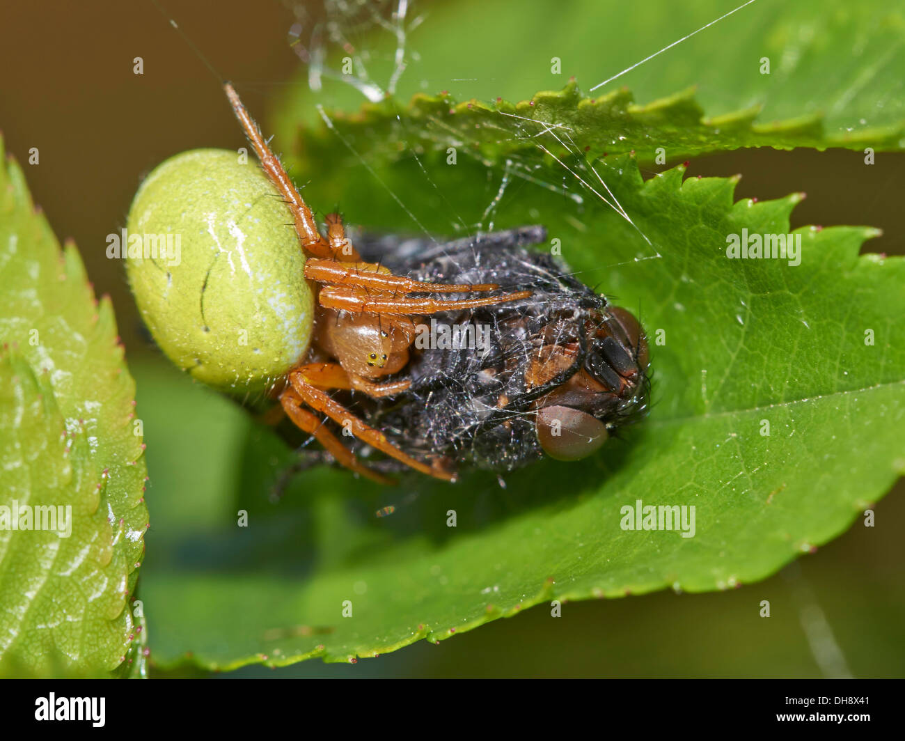 Green orb spider with fly prey Stock Photo - Alamy