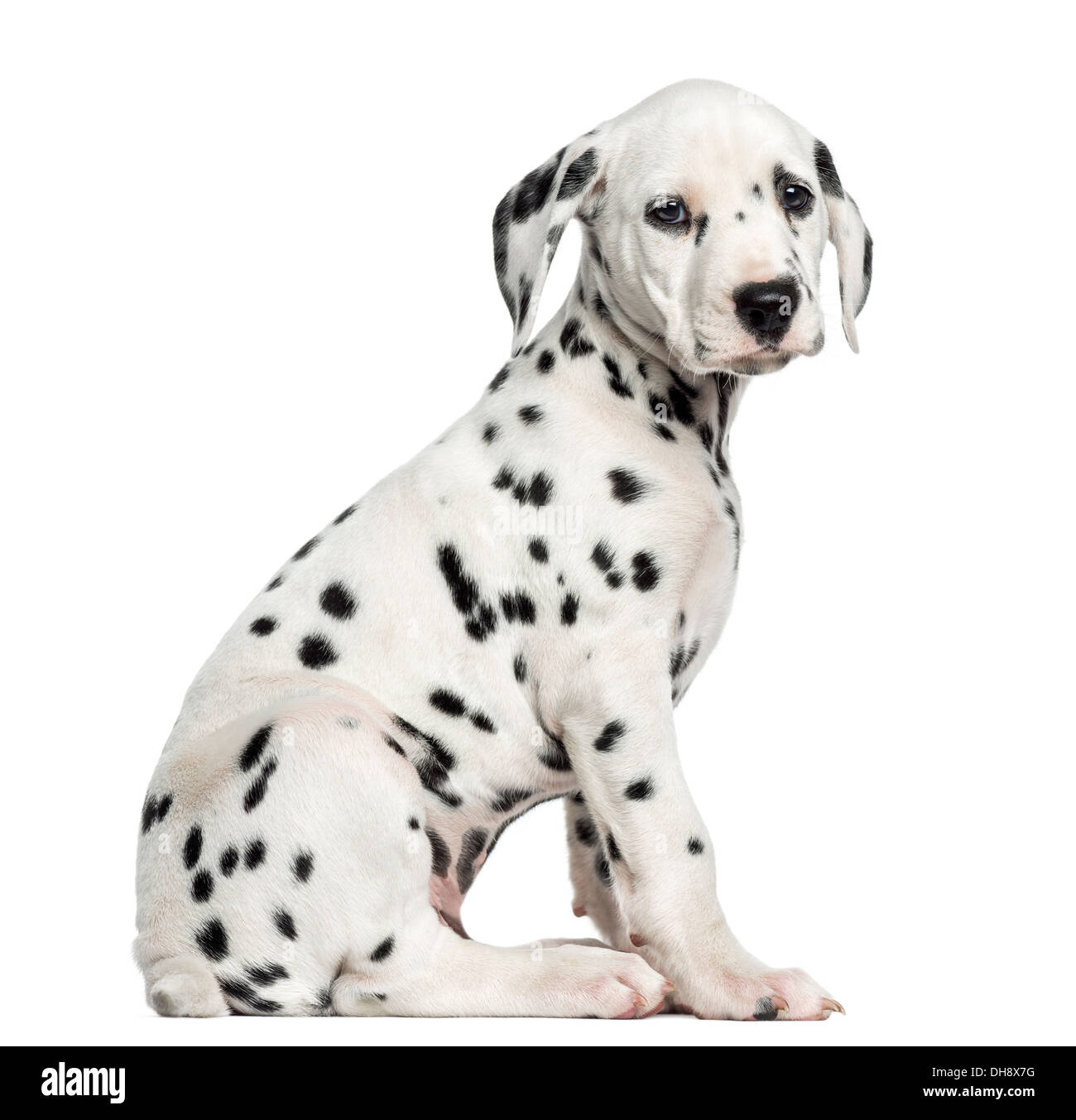 Side view of a Dalmatian puppy sitting, looking at the camera against ...