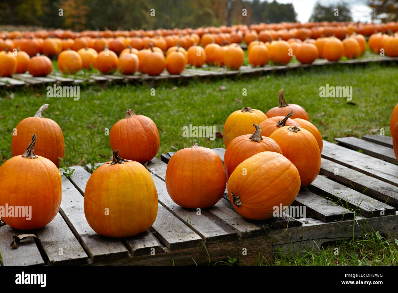 Patch field hi-res stock photography and images - Alamy