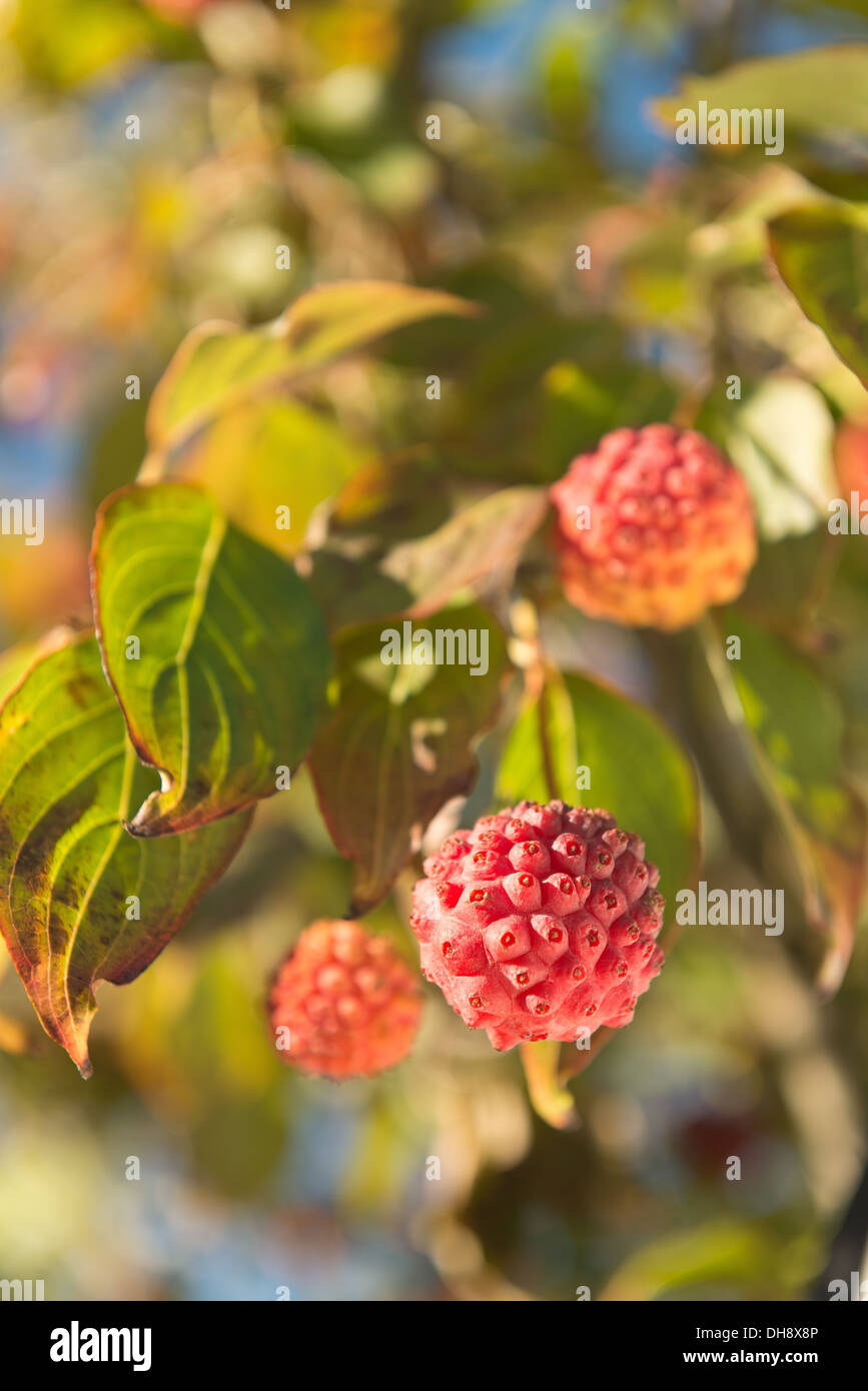 extremely unusual alien almost looking red pink fruit fruits of Kousa ...
