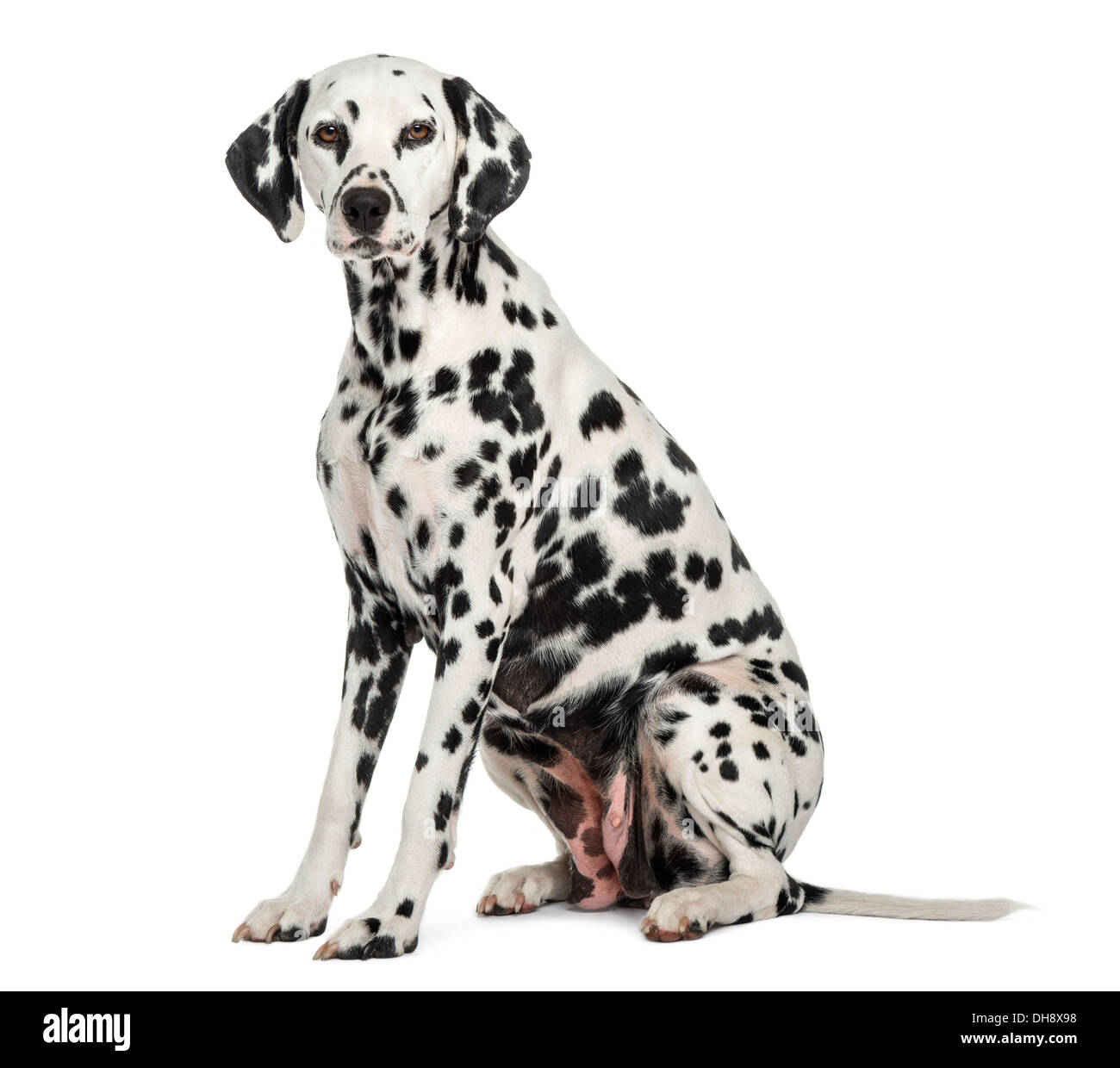 Dalmatian sitting, looking at the camera against white background Stock ...