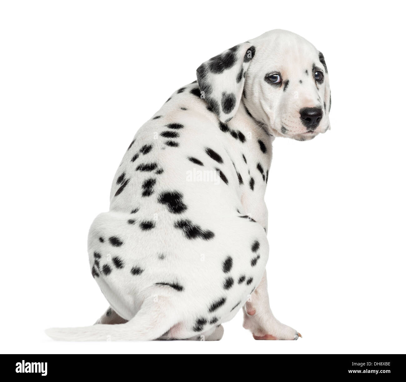Dog rear view sitting hi-res stock photography and images - Alamy