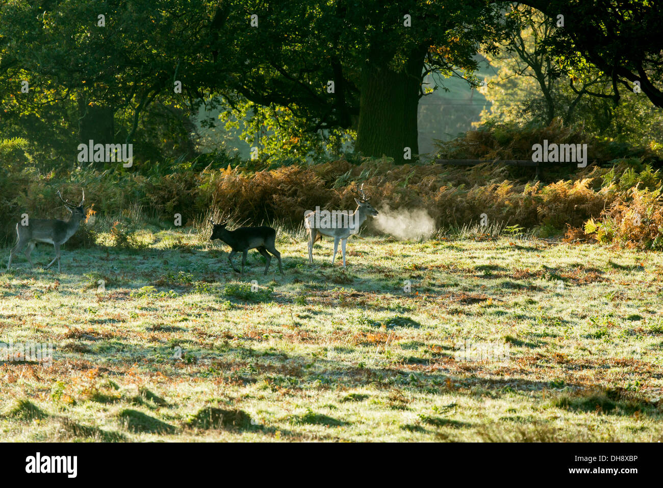 Deer in early morning light hi-res stock photography and images - Alamy