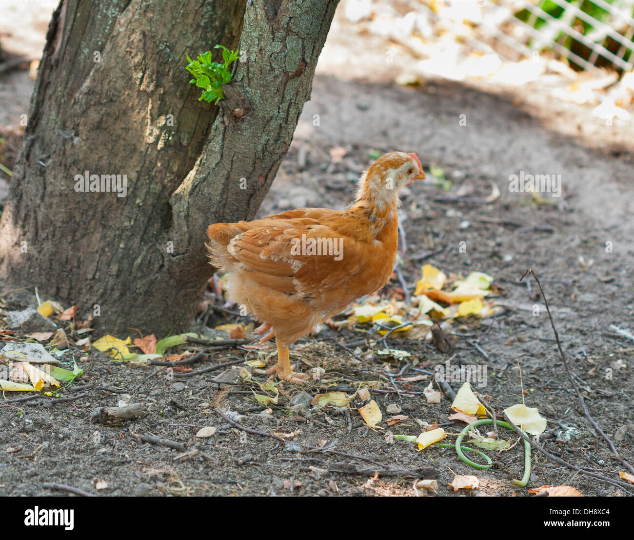 chicken walking on the backyard Stock Photo - Alamy