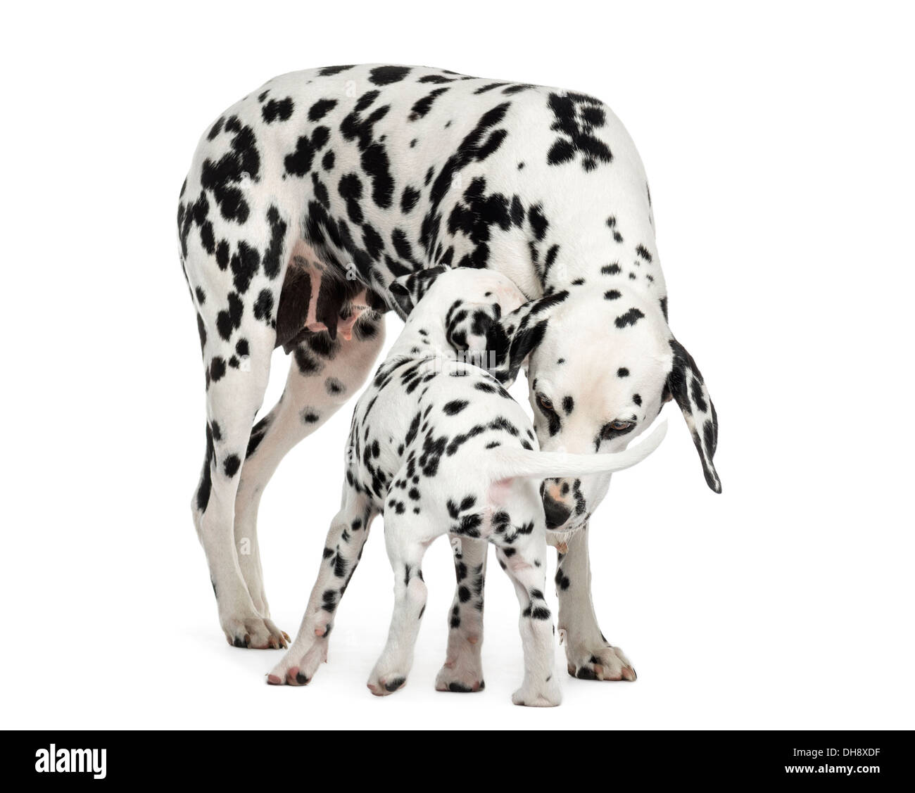 Dalmatian adult and puppy sniffing each other against white background ...